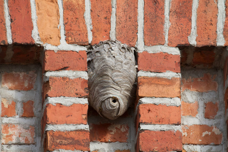 What to do about a wasp nest in the walls - Wasp Control Services